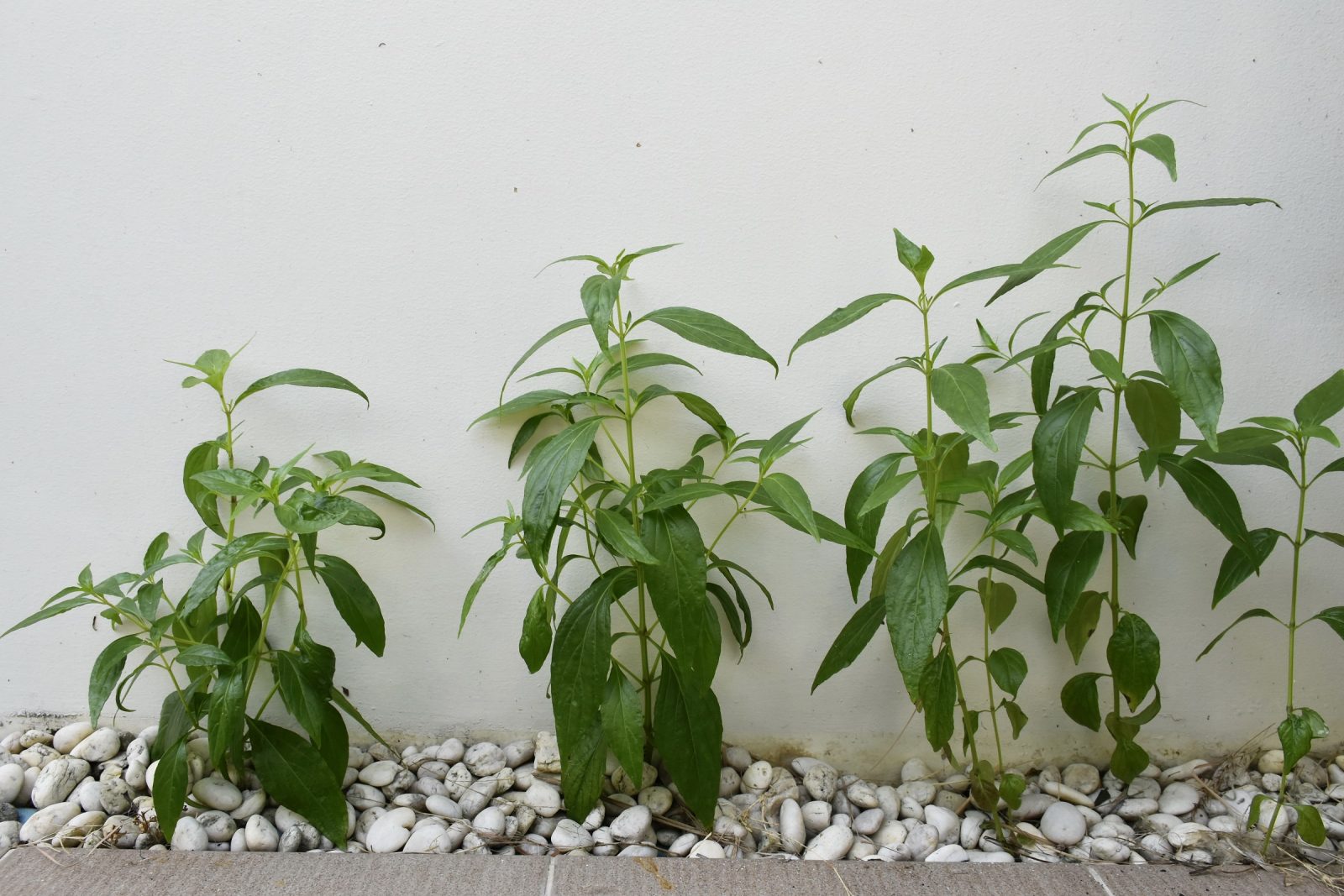 Andrographis | Herbs | Herbal Reality