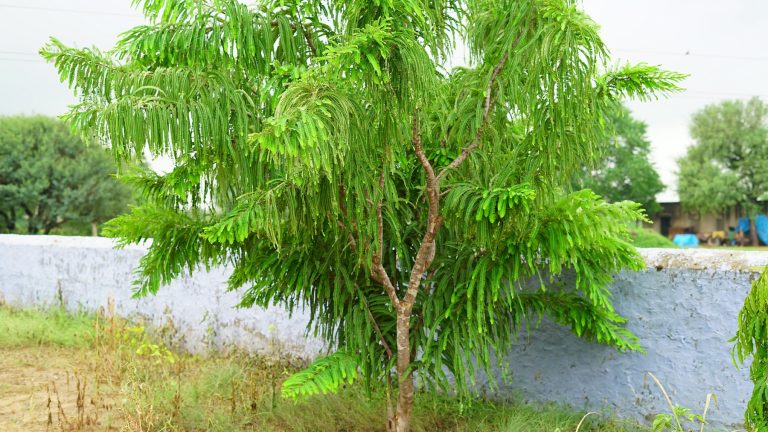 Amla (Phyllanthus emblica): Benefits, Uses, Safety | Herbal Reality