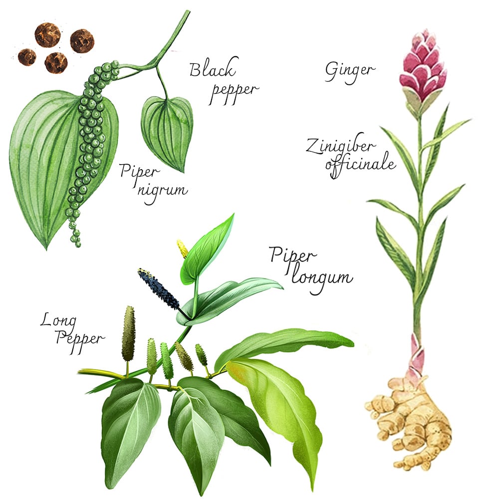 Trikatu | Herbs | Herbal Reality