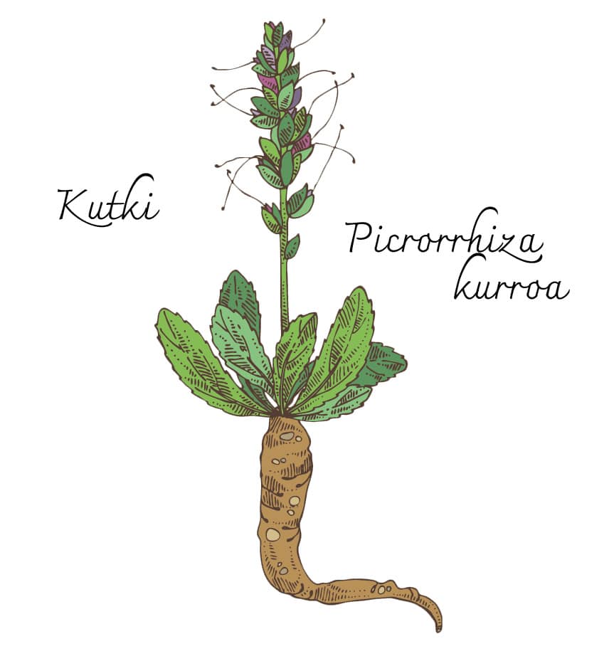 Kutki | Herbs | Herbal Reality