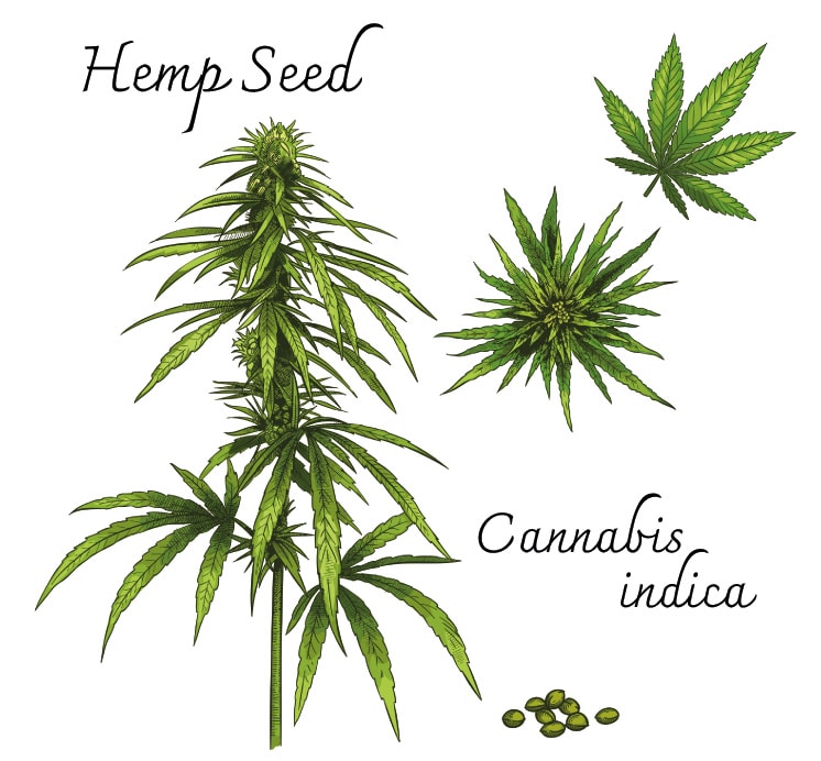 Hemp seed | Herbs | Herbal Reality