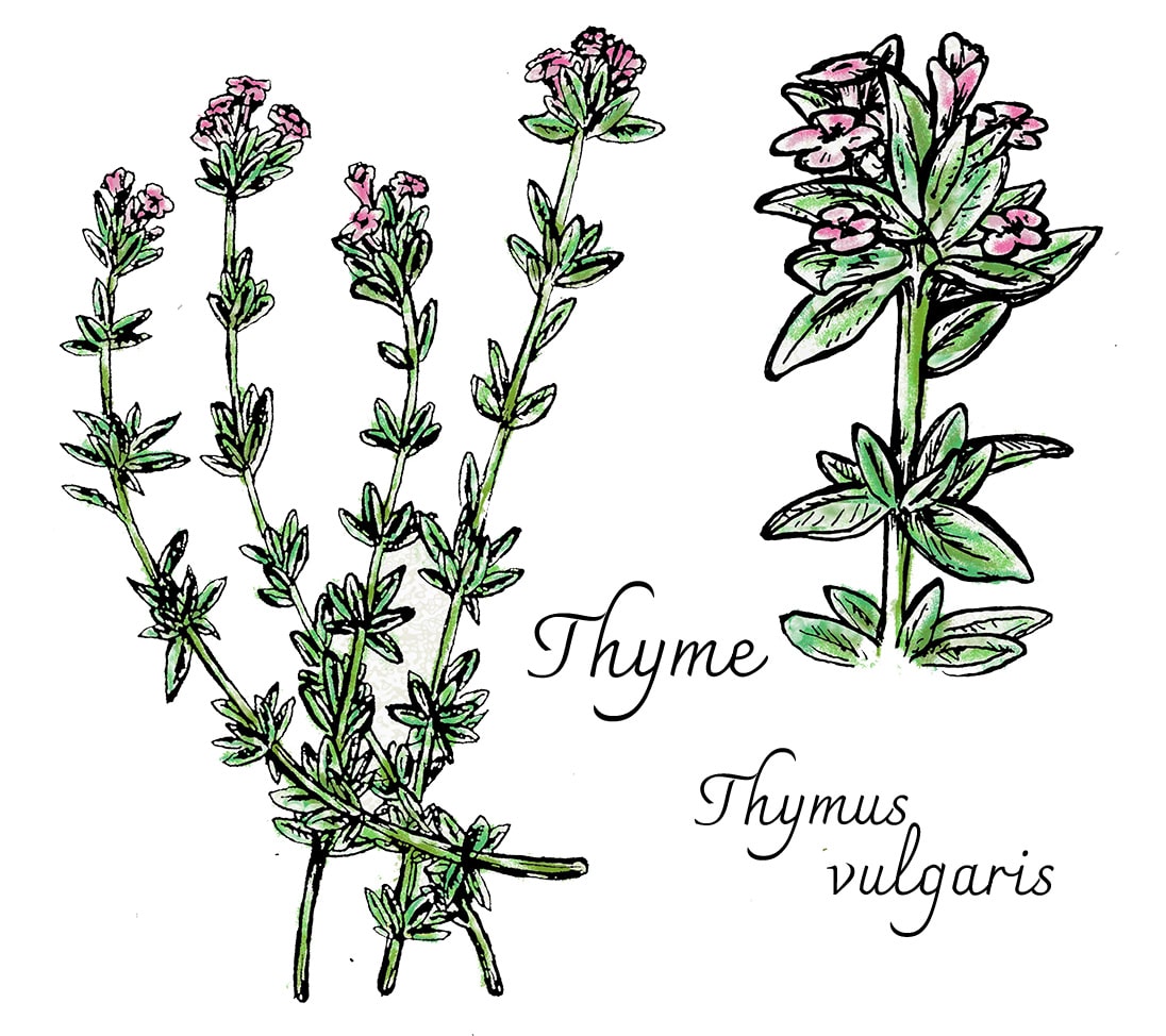 Thyme | Herbs | Herbal Reality