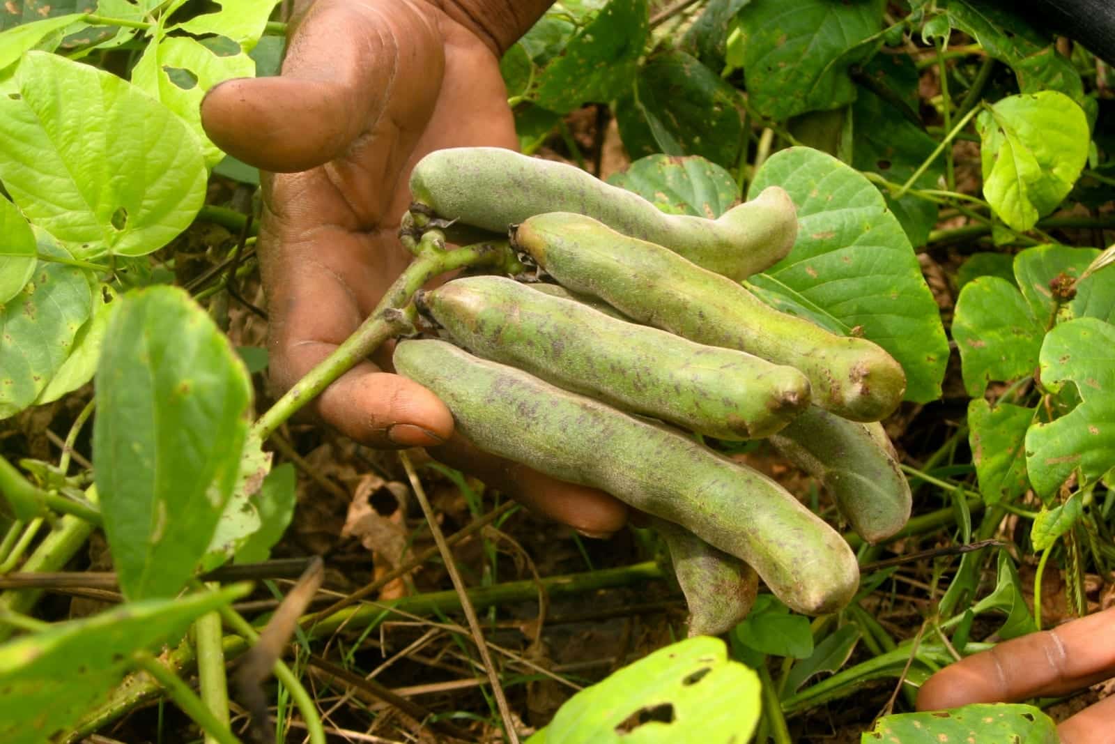 Kapikacchu | Herbs | Herbal Reality