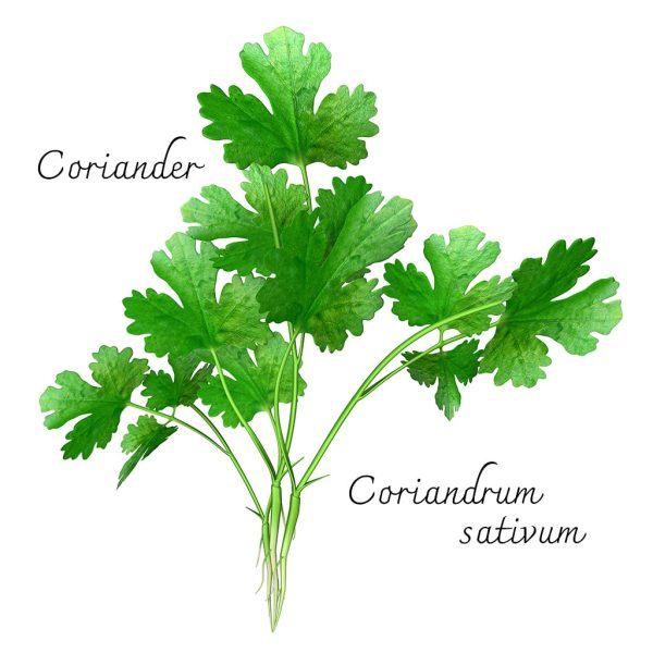 Coriander - Herbal Reality