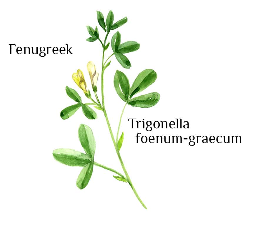 Fenugreek | Herbs | Herbal Reality