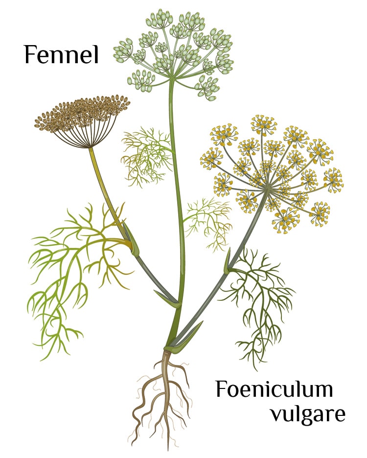 Fennel | Herbs | Herbal Reality