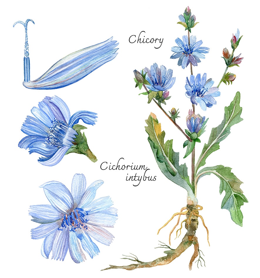 Young Chicory Plant Chicory; Cichorium Intybus
