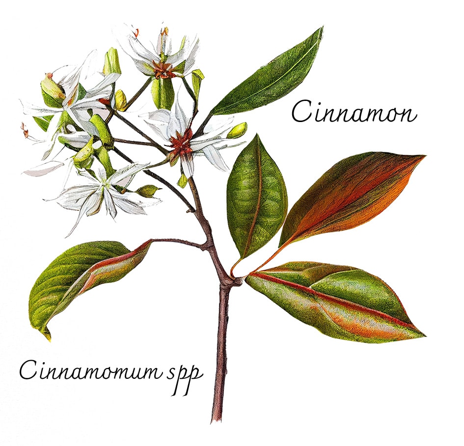 Cinnamon | Herbs | Herbal Reality