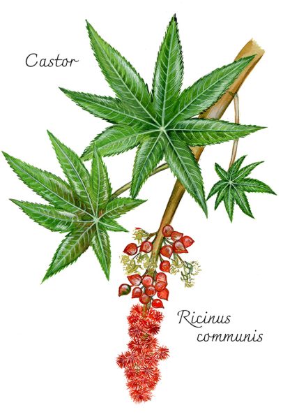 Castor | Herbs | Herbal Reality