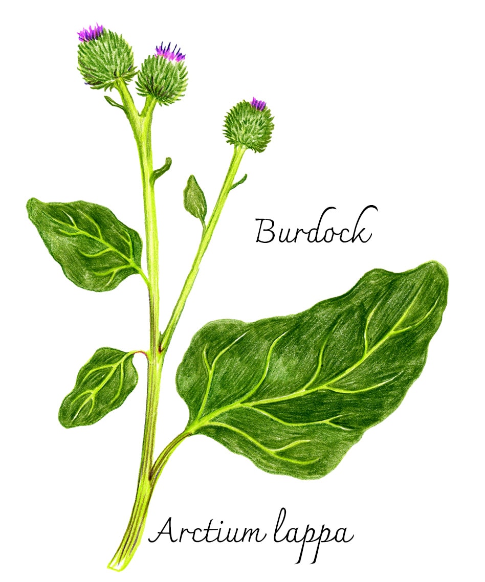 Burdock | Herbs | Herbal Reality