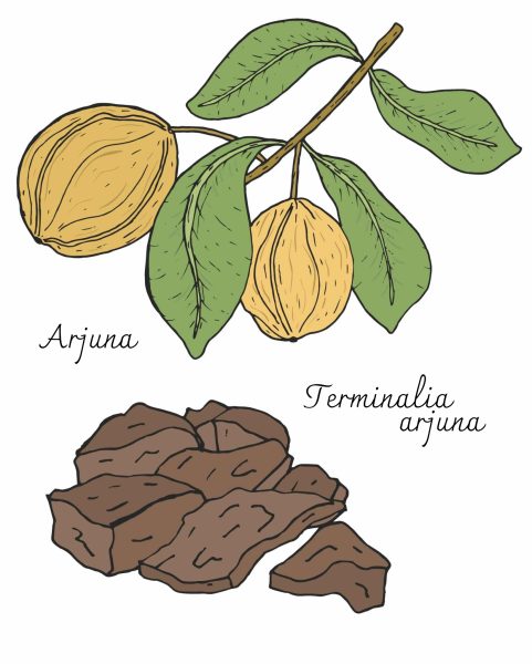 Arjuna | Herbs | Herbal Reality