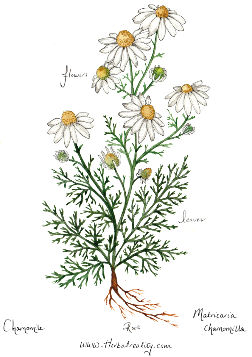 Chamomile | Herbs | Herbal Reality