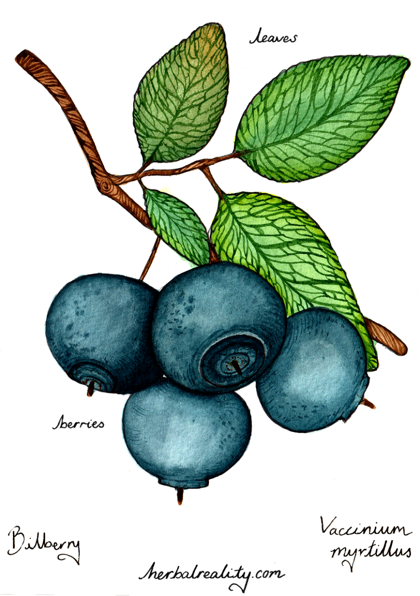 Bilberry | Herbs | Herbal Reality