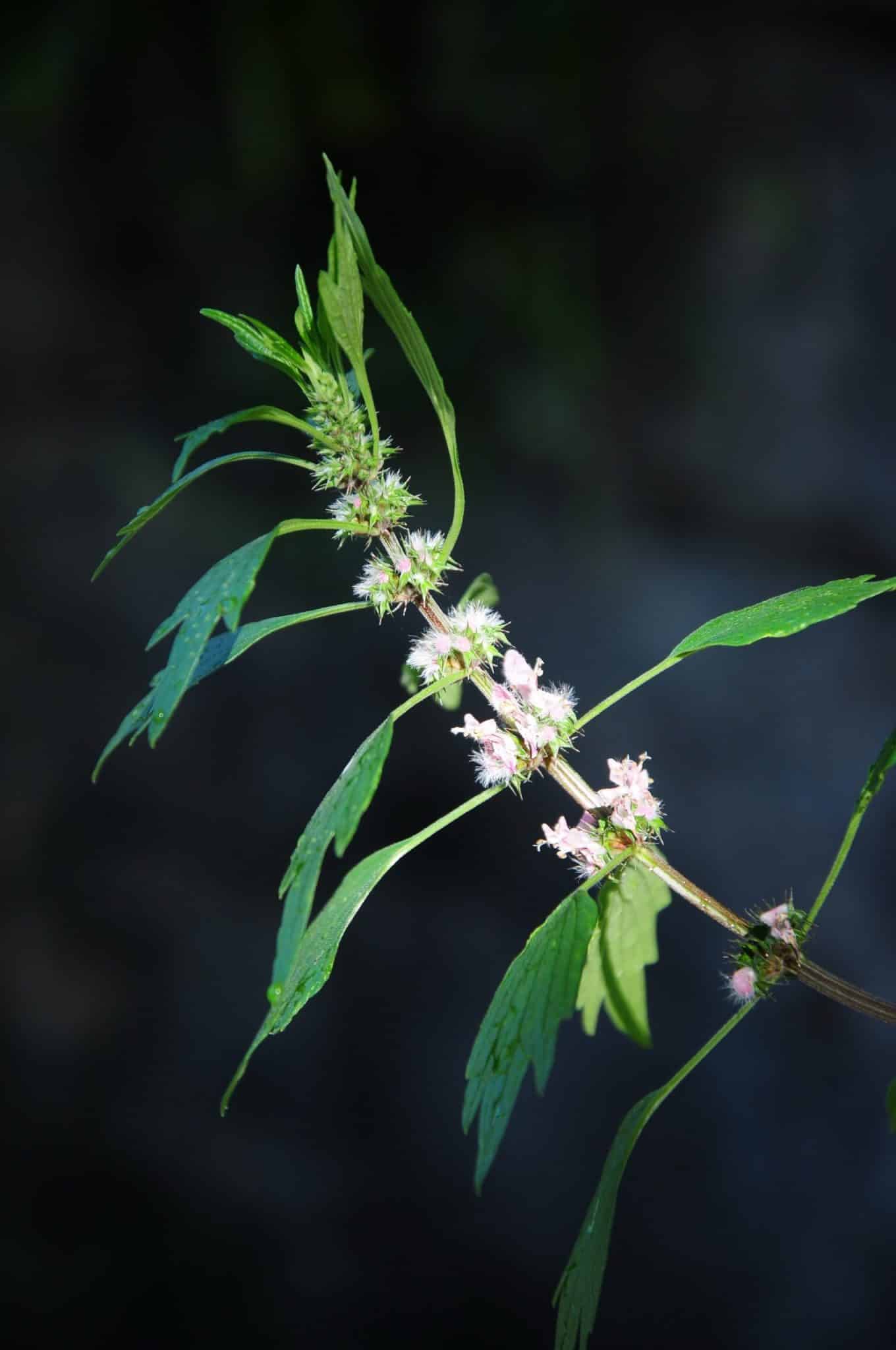 Motherwort - Herbal Reality