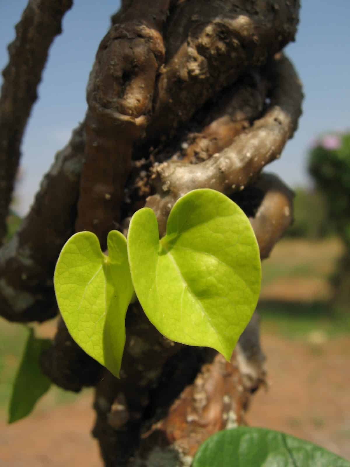 Guduchi | Herbs | Herbal Reality