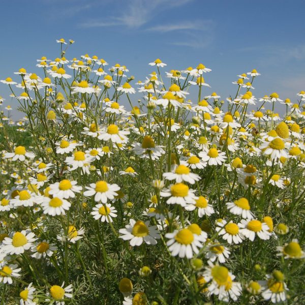 Herbs | Herb monographs | Herbal Reality