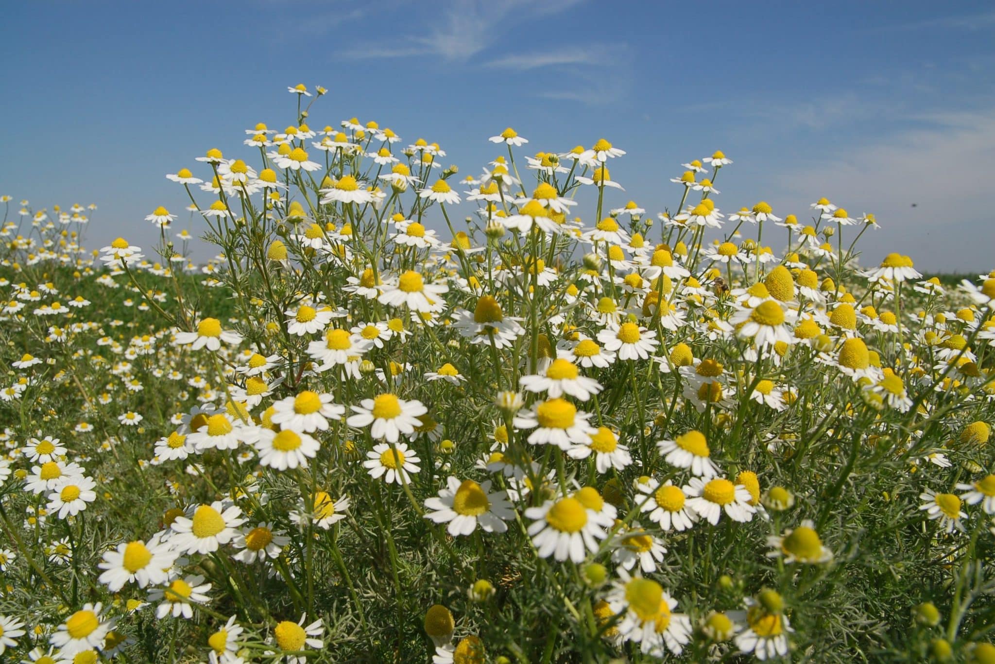 Chamomile - Herbal Reality