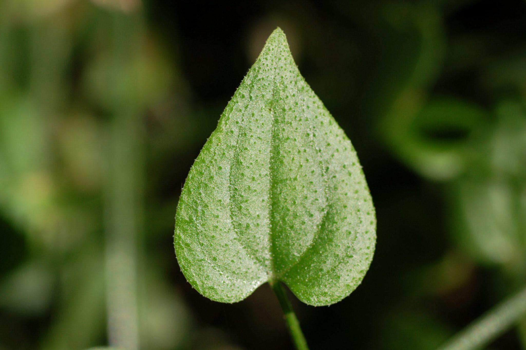 Manjistha - Herbal Reality