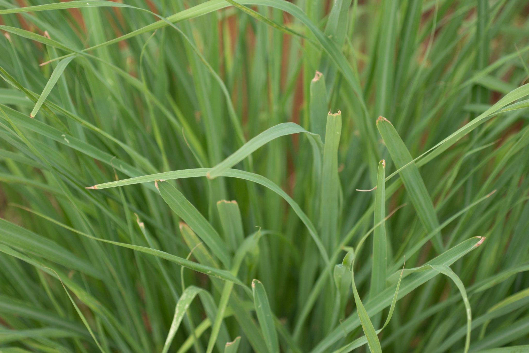 Lemongrass - Herbal Reality