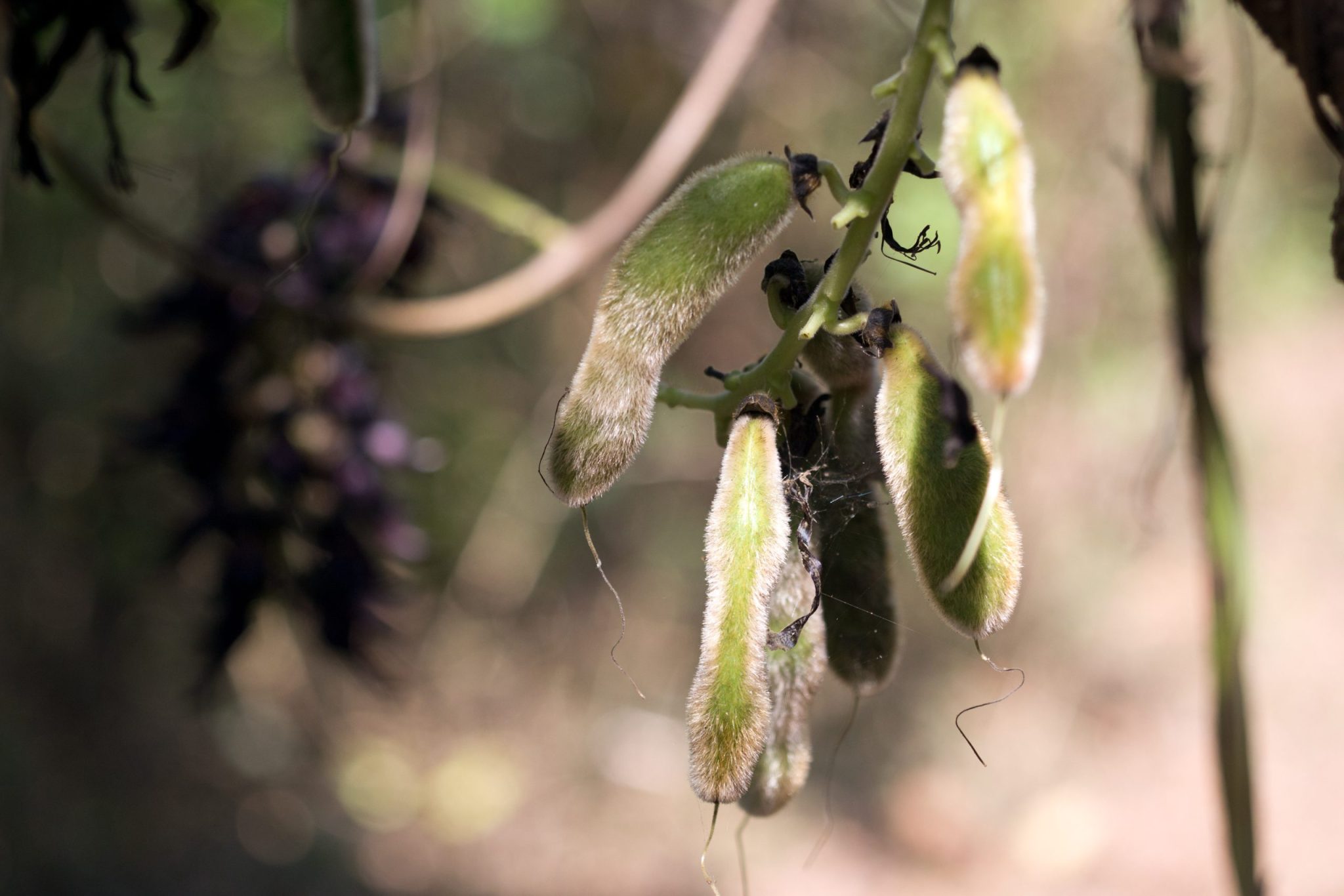 Kapikacchu - Herbal Reality