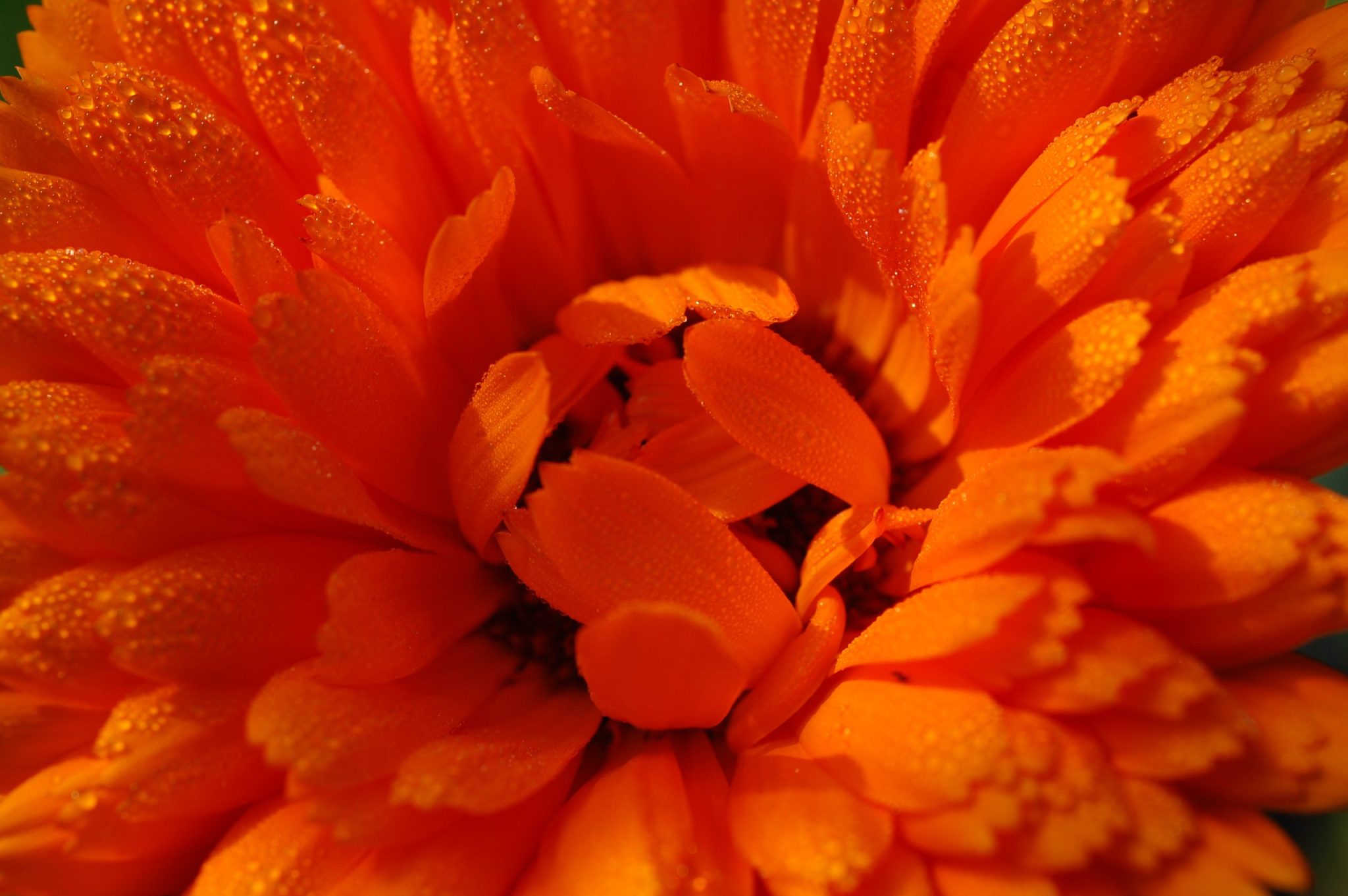 Calendula - Herbal Reality