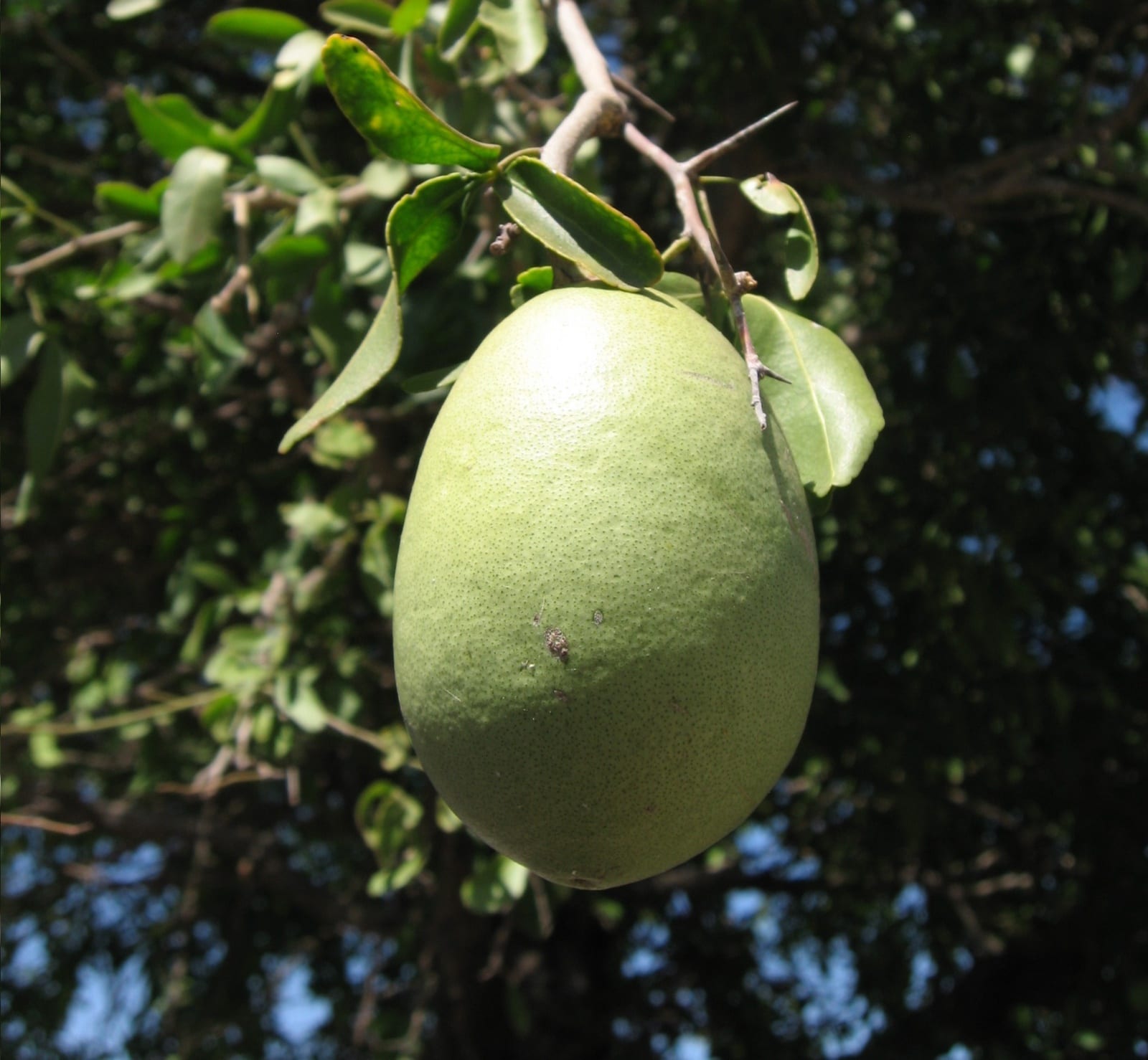 Bilva | Herbs | Herbal Reality