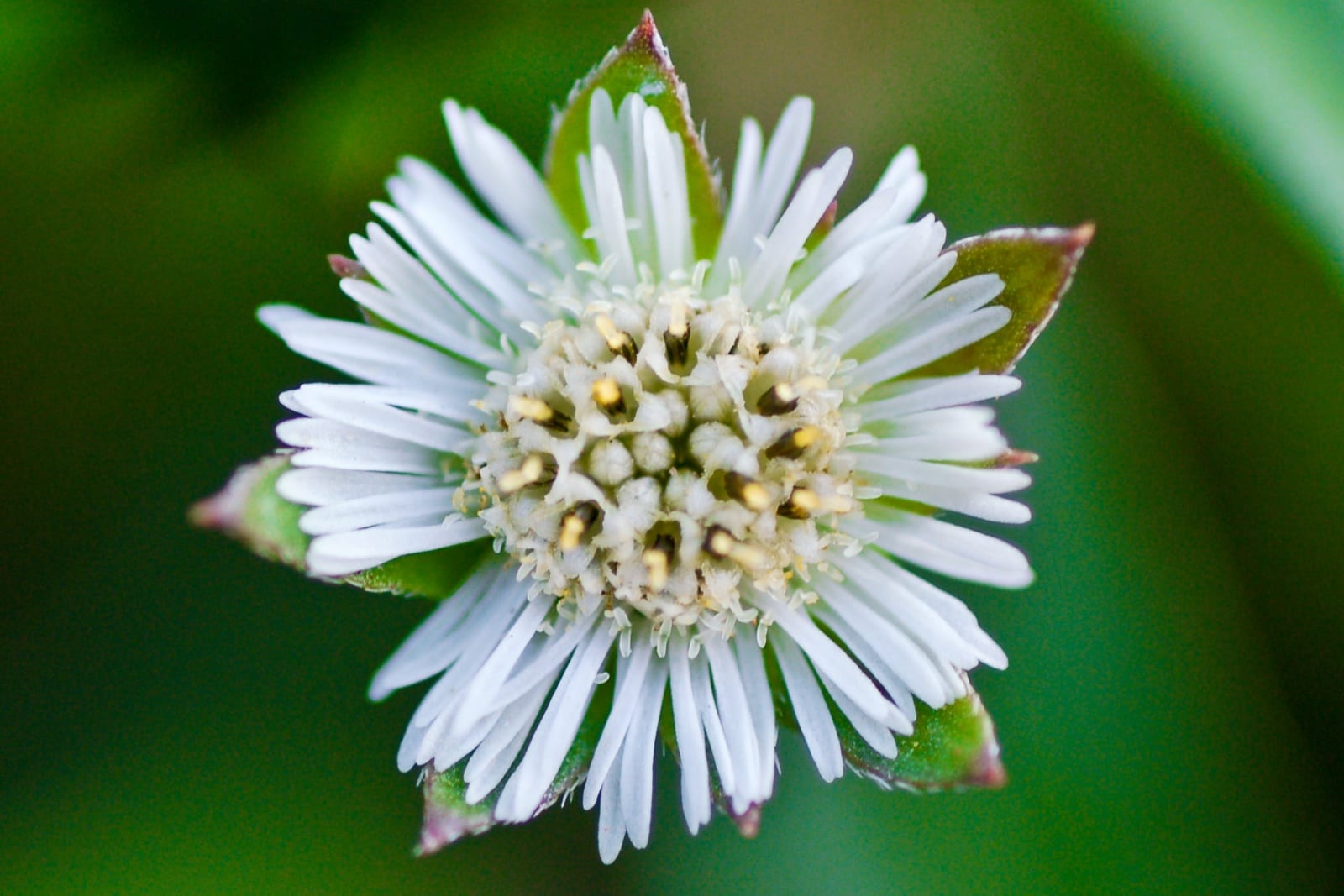 Bhringaraj | Herbs | Herbal Reality