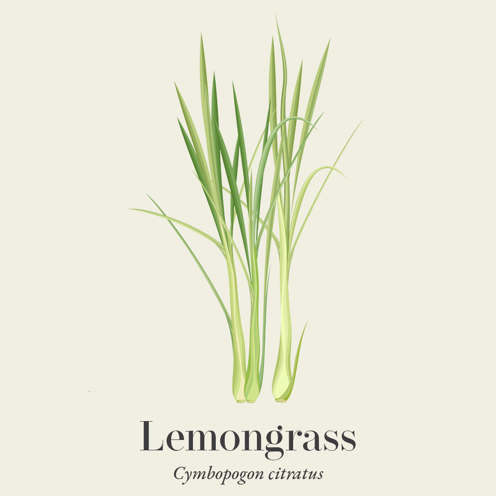 Lemongrass (Cymbopogon citratus): Benefits, Uses, Safety | Herbal Reality