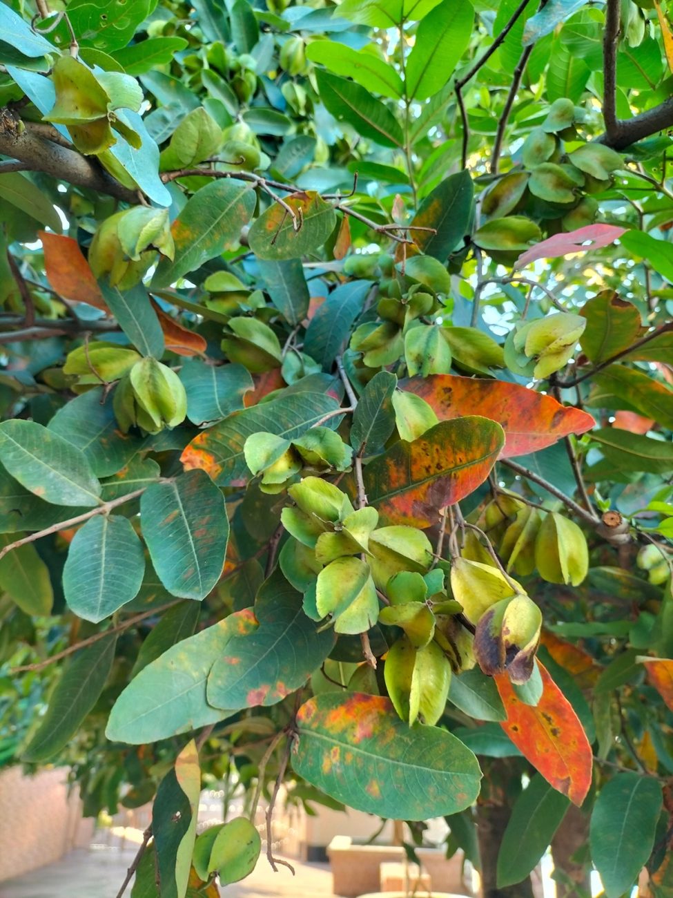 Arjuna (Terminalia arjuna): Benefits, Uses, Safety | Herbal Reality