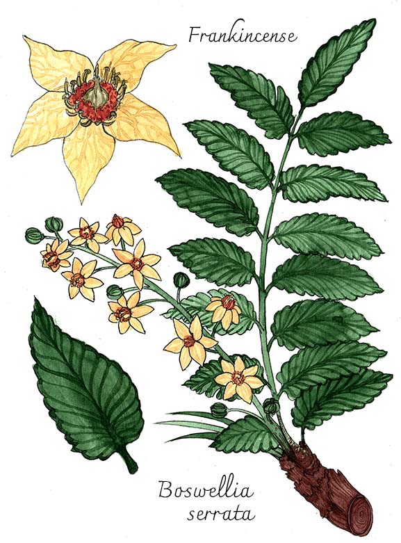 Boswellia | Herbs | Herbal Reality