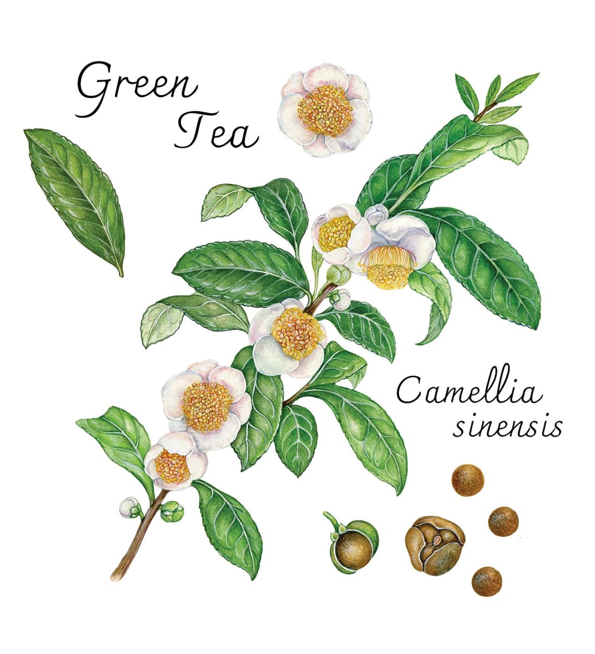 Green tea | Herbs | Herbal Reality