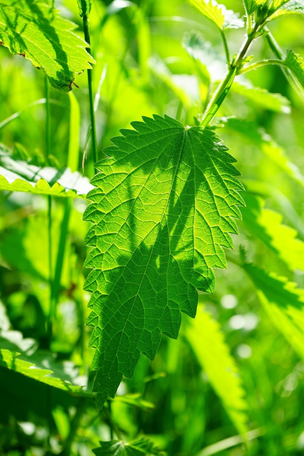 Nettle (Urtica dioica): Benefits, Uses, Safety | Herbal Reality