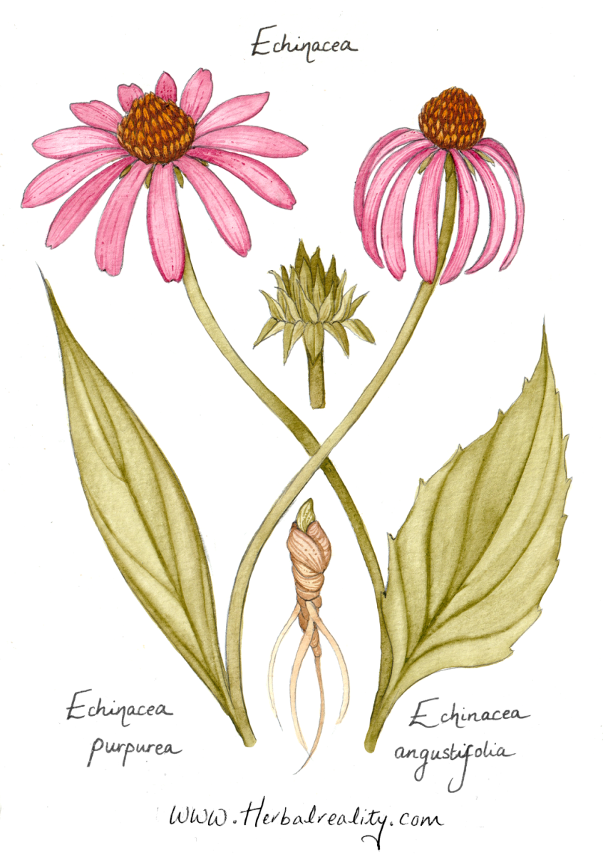Echinacea | Herbs | Herbal Reality