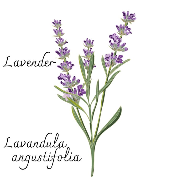Lavender | Herbs | Herbal Reality