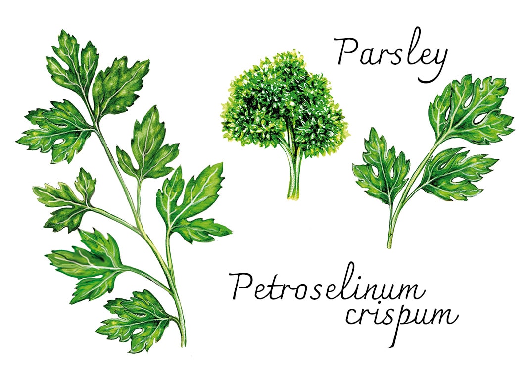 Parsley | Herbs | Herbal Reality