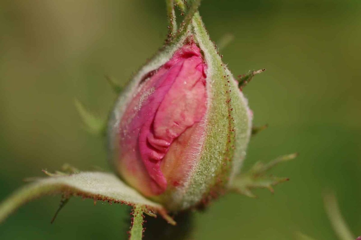 Rose | Herbs | Herbal Reality