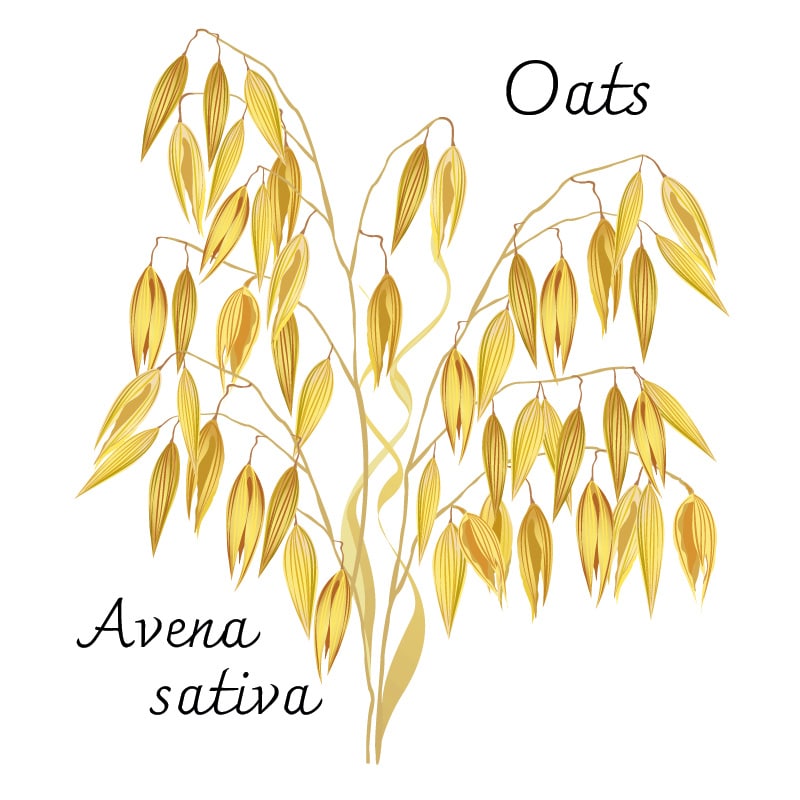 Oats | Herbs | Herbal Reality