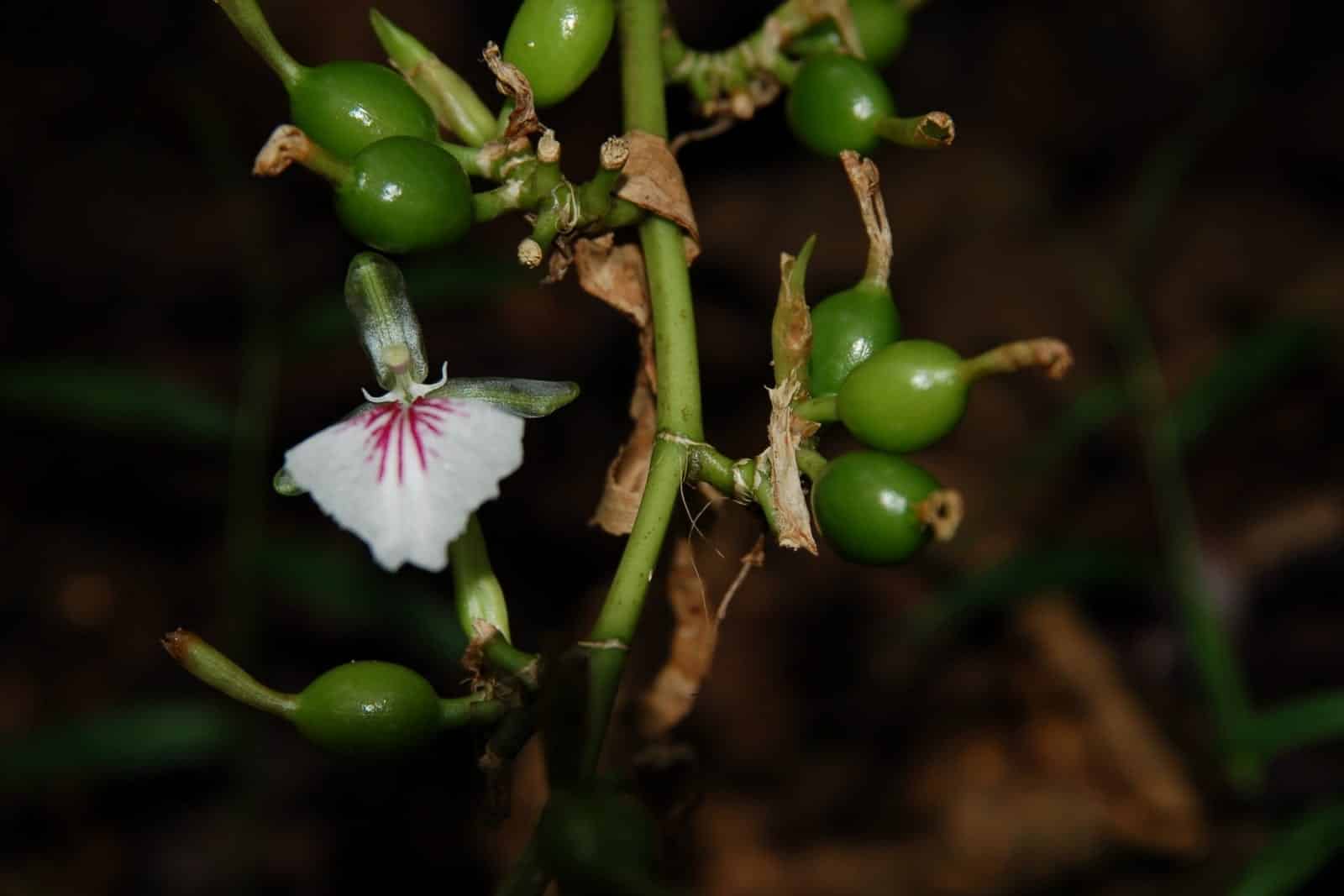 Cardamom - Herbal Reality