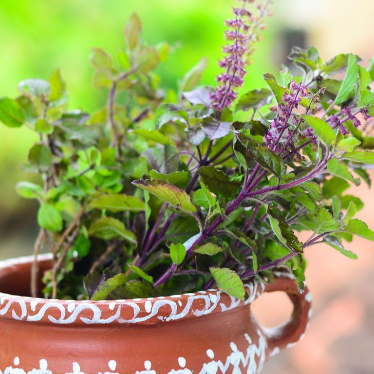 Tulsi (Ocimum tenuiflorum): Benefits, Safety, Uses | Herbal Reality