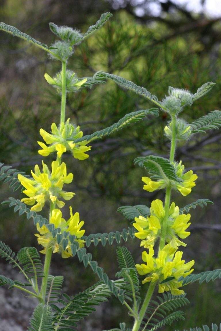Astragalus (Astragalus membranaceus): Benefits, Safety, Uses | Herbal ...