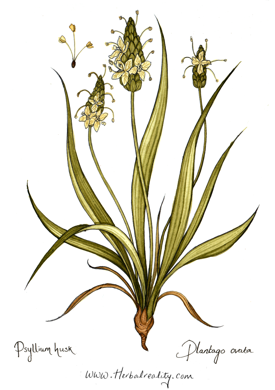 Plantago Psyllium