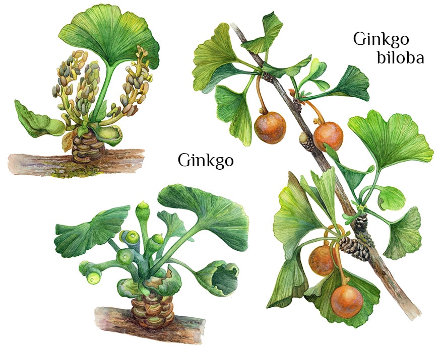 Ginkgo | Herbs | Herbal Reality