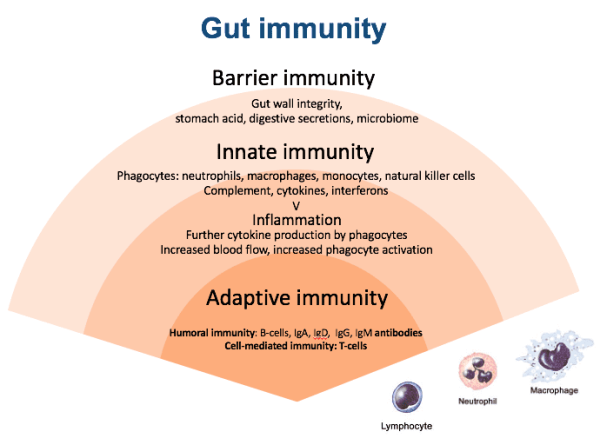 Digestive health - Herbal Reality