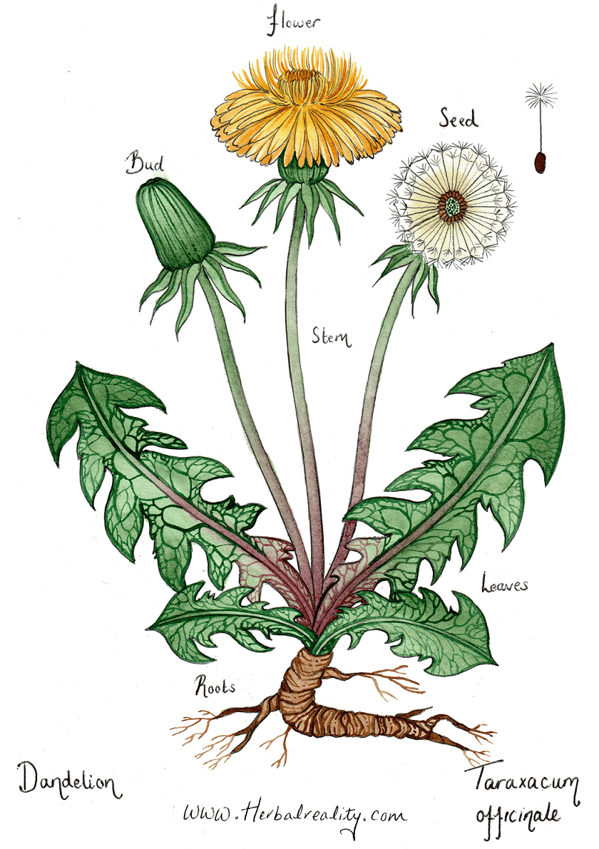 Dandelion | Herbs | Herbal Reality