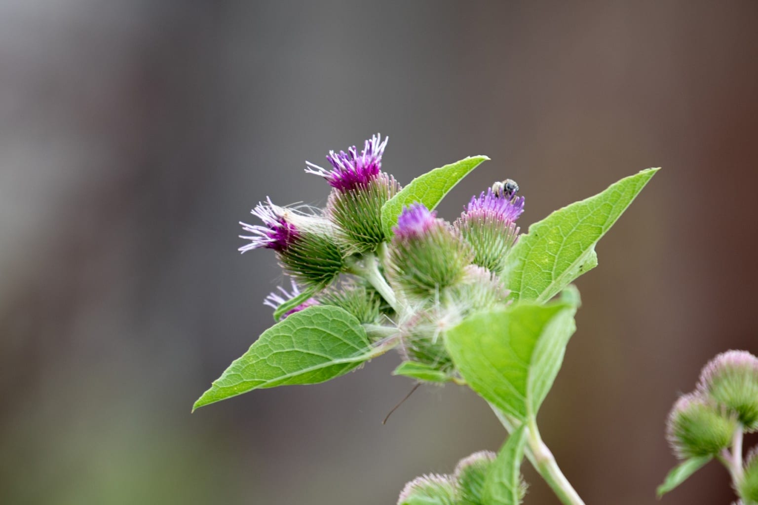 Burdock (Arctium lappa): Benefits, Medicinal Uses, Safety | Herbal Reality