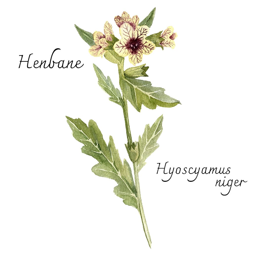 Henbane | Herbs | Herbal Reality