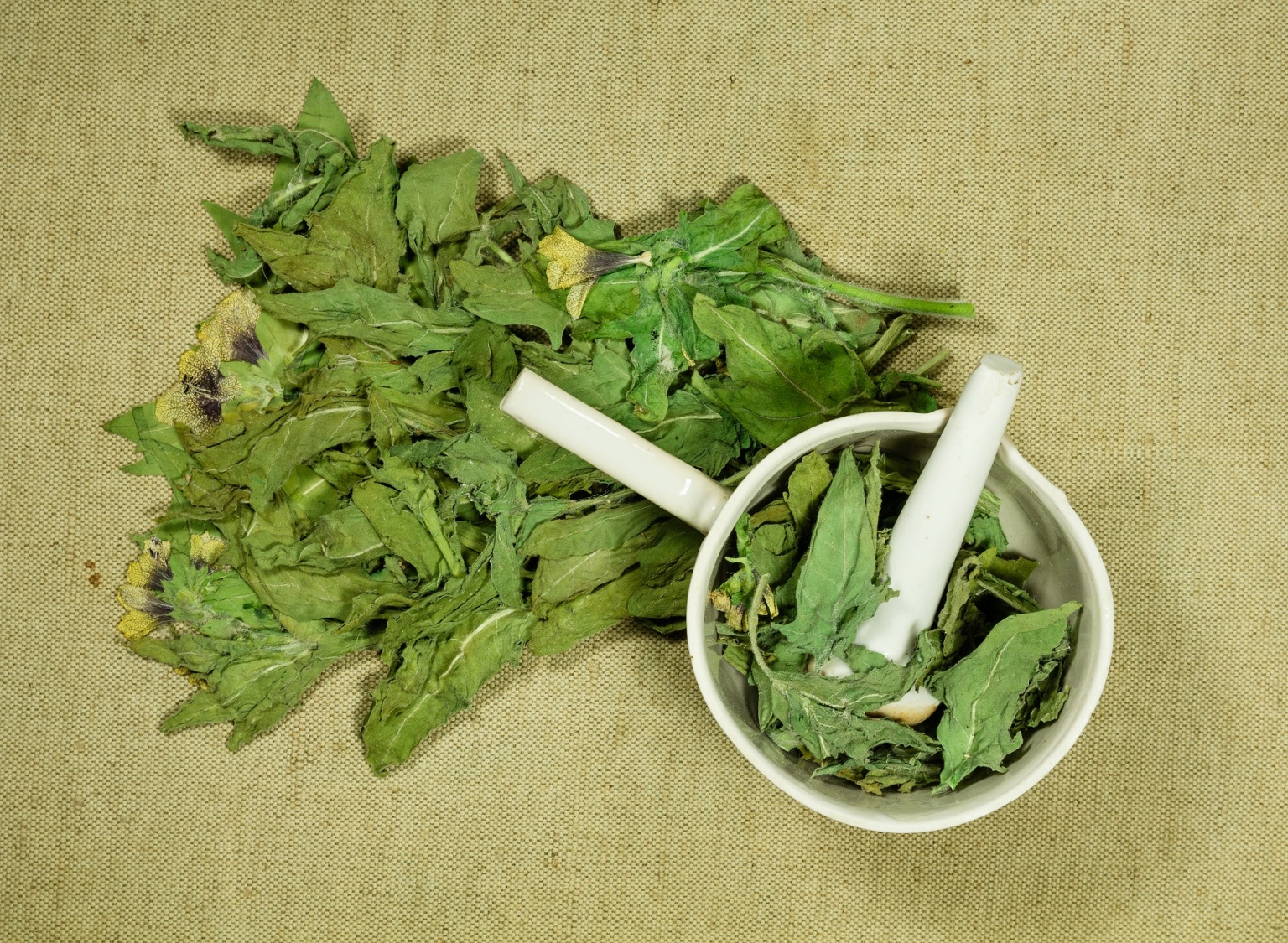 Henbane | Herbs | Herbal Reality