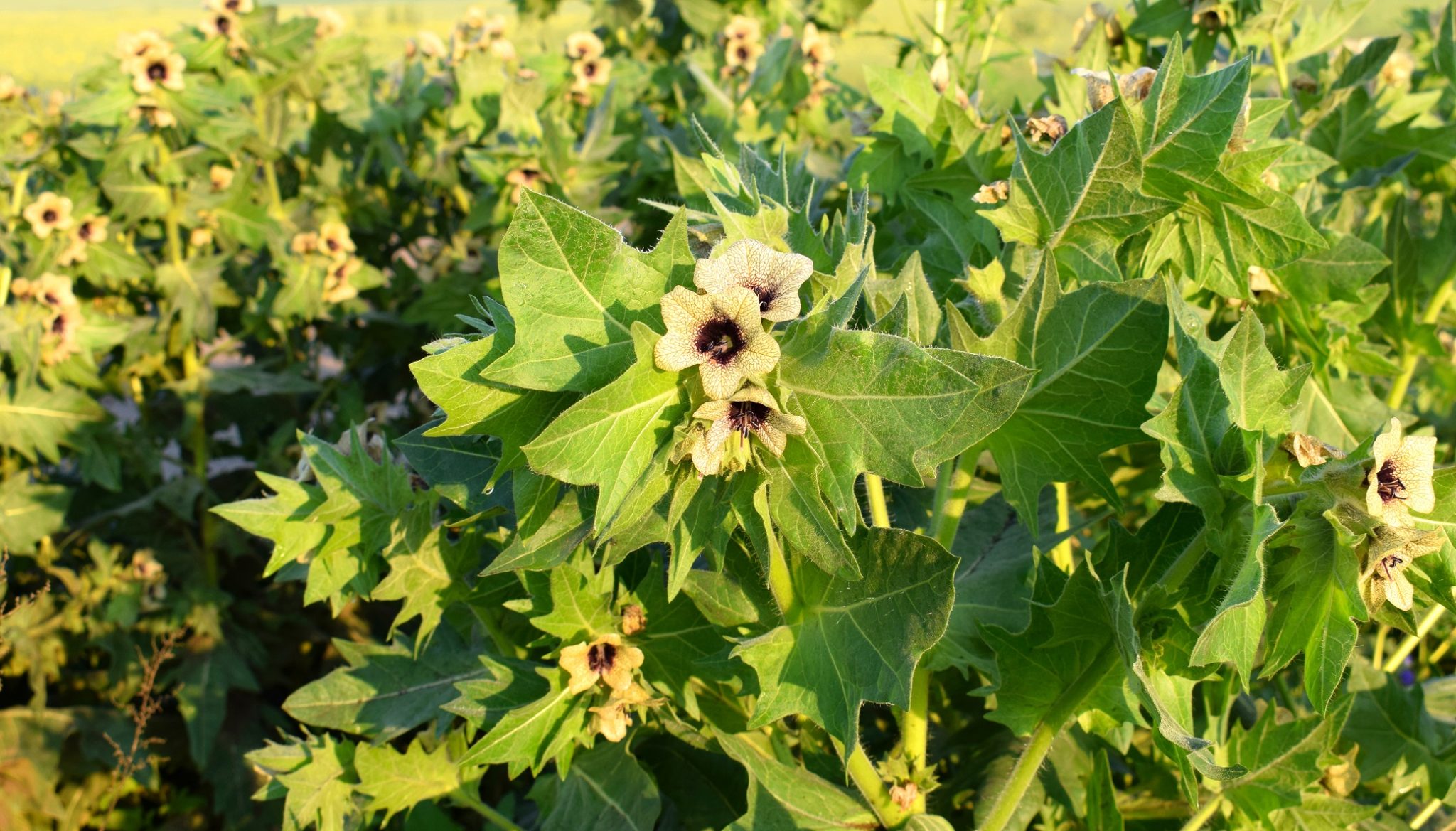 Henbane (Hyoscyamus niger): Benefits, Uses, Safety | Herbal Reality