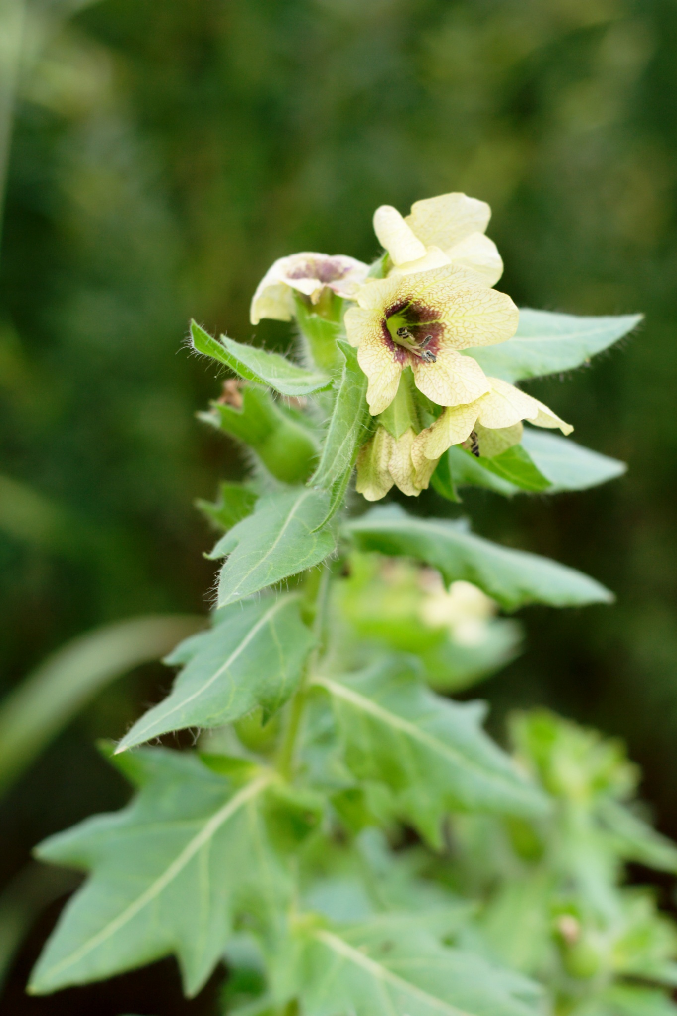 Henbane | Herbs | Herbal Reality