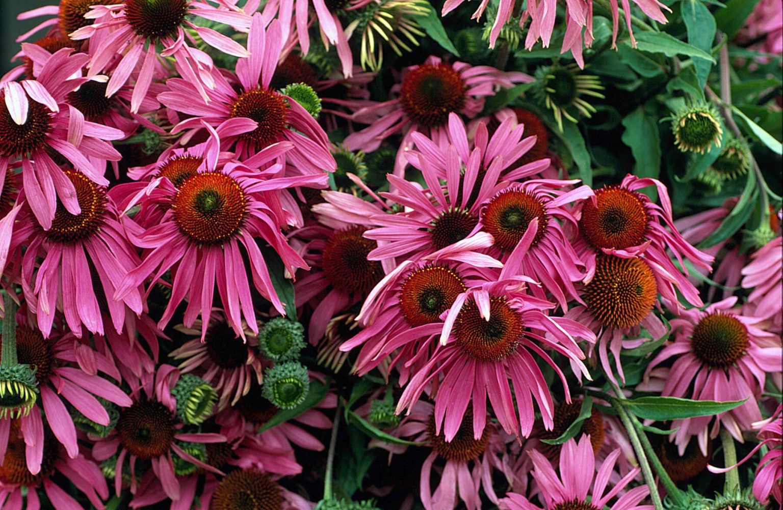 The 3 types of echinacea: A comparison of medicinal actions | Western ...